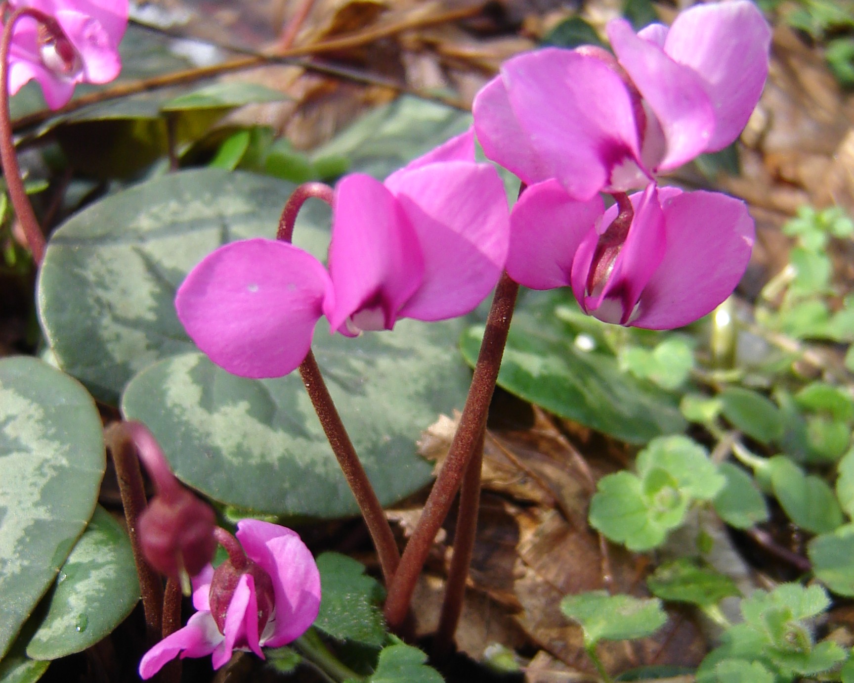 Природен парк "Шуменско плато"